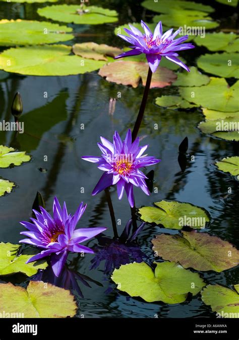 Details 284 Lirio Acuatico Morado Abzlocal Mx