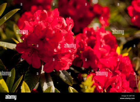 Flores hermosas flores cardinales rojas rododendros en un jardín de
