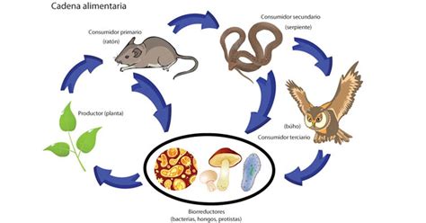 CADENA ALIMENTICIA EN LOS ECOSISTEMAS