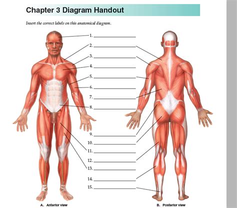 Muscle Labeling Diagram Quizlet
