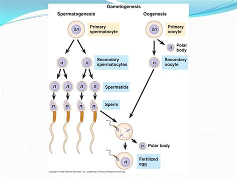 Spermatogenesis And Oogenesis Animation