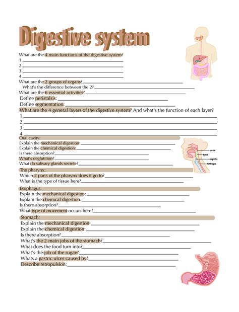 Digestive System Review Sheet A P 2 Digestive System What Are The 4