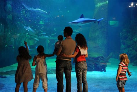 Le Seaquarium Au Grau Du Roi Le Gard