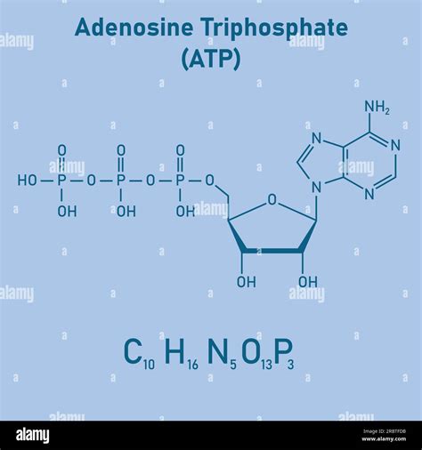 Chemical Structure Of Adenosine Triphosphate Atp C H N O P