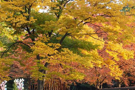 Autumn Leaves Naked Trees Free Photo On Pixabay Pixabay