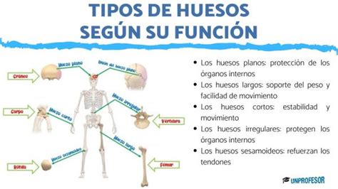 5 tipos de HUESOS según su función