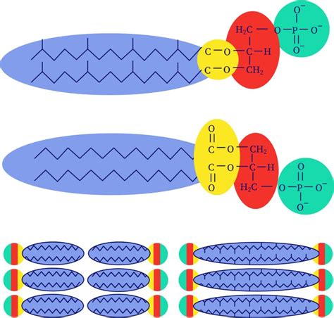 Archaea Wikipedia
