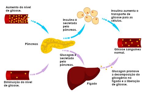 Por Que O Pancreas E Considerado Uma Glandula Mista