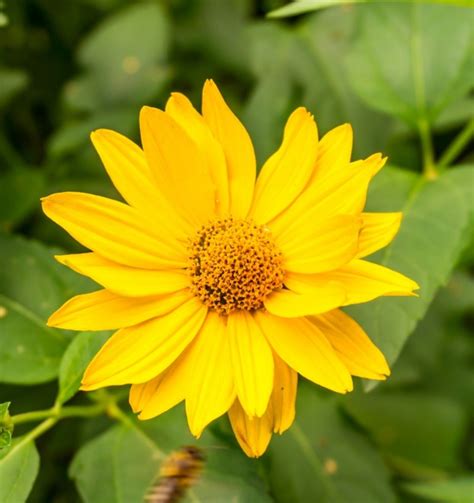 Cuándo se dan las flores amarillas y significado de regalarlas
