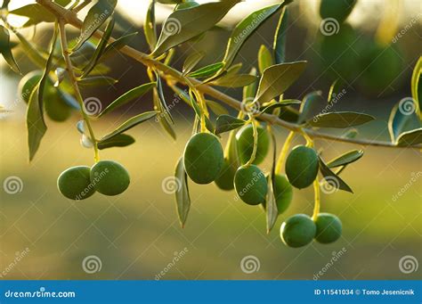 Olive Tree Branch Stock Photo Image Of Closeup Organic 11541034