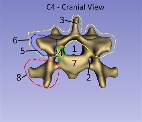 Cranial Cervical Vertebrae Diagram Diagram Quizlet