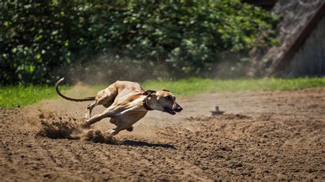 Qual La Razza Di Cane Pi Veloce Del Mondo