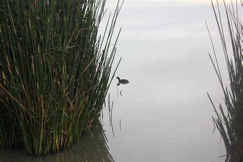 Aves que habitan los humedales de Bogotá Secretaría de Cultura
