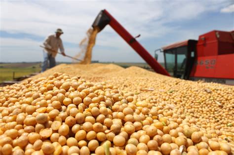 Os 50 Maiores Produtores De Soja Do Mundo