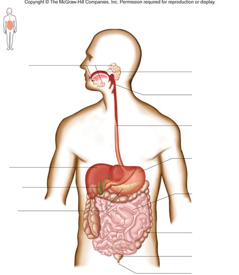 Digestive System Labeling Quiz Diagram Quizlet