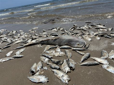 Por que milhares de peixes mortos deram à costa no Texas nos EUA MDig