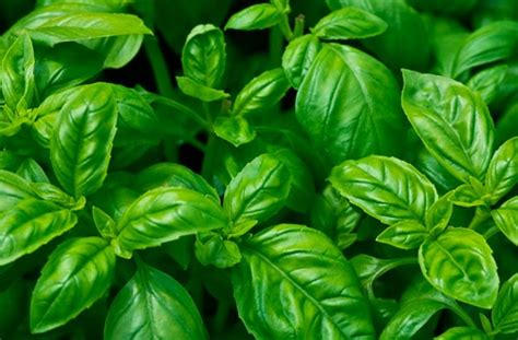 13 benefícios da alfavaca Para que serve chá e como usar MundoBoaForma