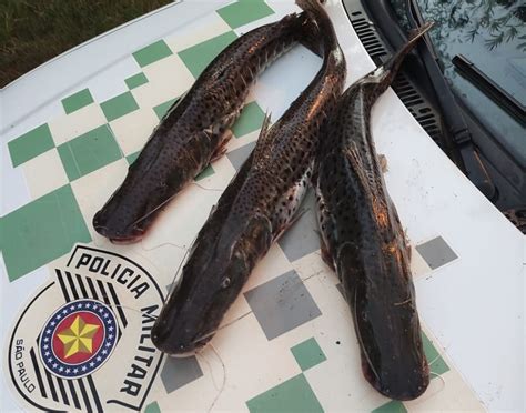 6 7 kg de peixes dois homens são multados em R 4 5 mil por pesca