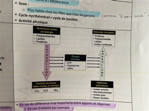 Introduction Au M Tabolisme Flashcards Quizlet