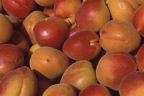Apricot Tree Growing Guide How To Care For Prunus Armeniaca Green