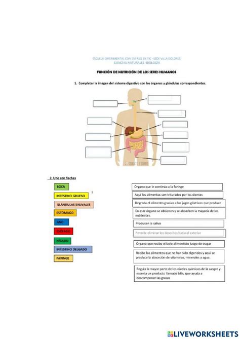 Sistema Digestivo Activity For 6TO