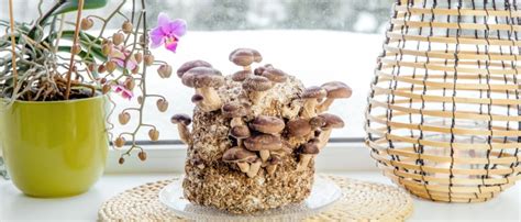 How To Grow Mushrooms Indoors The Ultimate Guide GroCycle