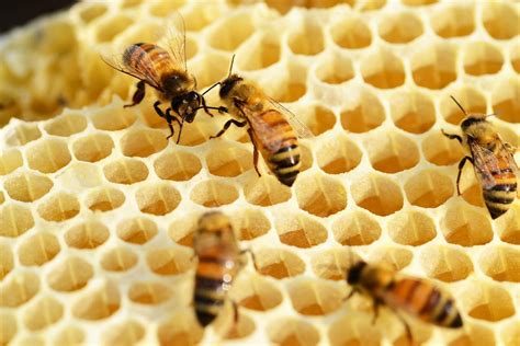 Comment Les Abeilles Fabriquent Le Miel