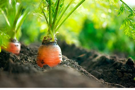 Como Plantar Beterraba GUIA COMPLETO Do Plantio Até a Colheita