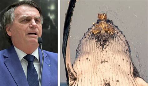 MPF e PF investigam se Bolsonaro molestou baleia jubarte em São