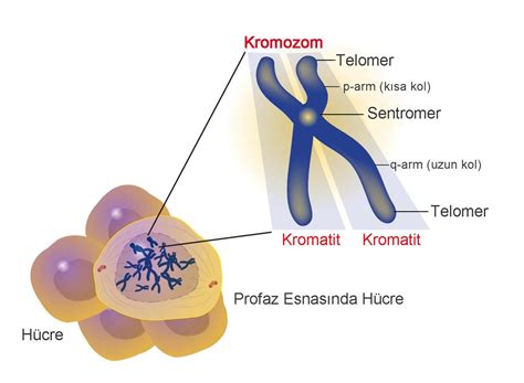 Kromatit Nedir Zellikleri Ve G Revleri Nelerdir Techworm