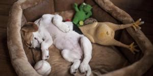 Perché il mio cane si gratta sempre le orecchie Cause e trattamento