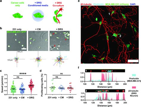 Drg Sensory Neurons In Co Culture Increase Mda Mb Tnbc Cell