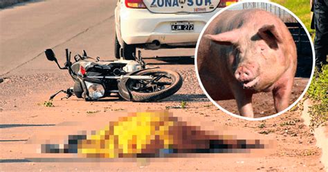 Motociclista muere trágicamente tras chocar con un cerdo Mundo La