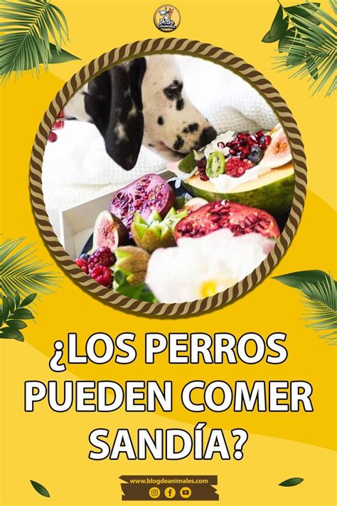 Los perros pueden comer sandía Todo lo que tienes que saber de su