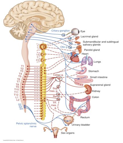 Autonomic Nervous System Flashcards Quizlet