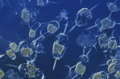 Phytoplankton Related Keywords Suggestions Phytoplankton Long