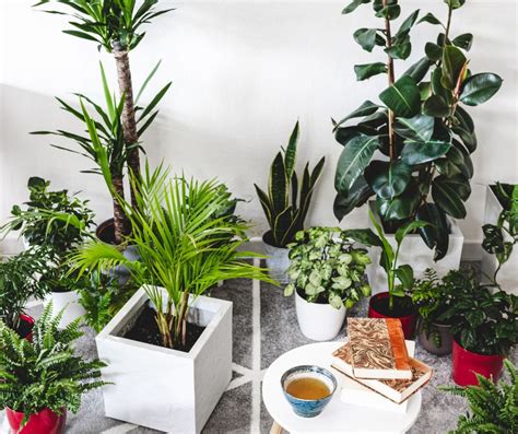 Jak urządzić mieszkanie w stylu urban jungle Stalprodukt Zamość