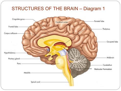 Diagram Of Brain Structures And Their Functions Parts Of The