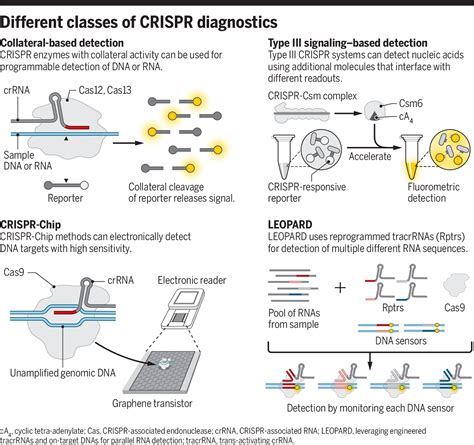 CRISPR Diagnostics Science