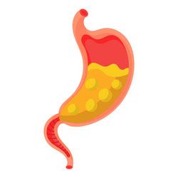 Human Esophagus Cartoon Vector Images Over