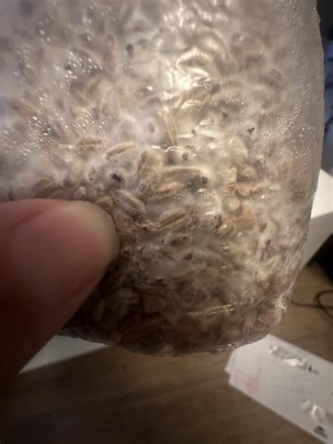 Possible Contamination Mushroom Cultivation Shroomery Message Board