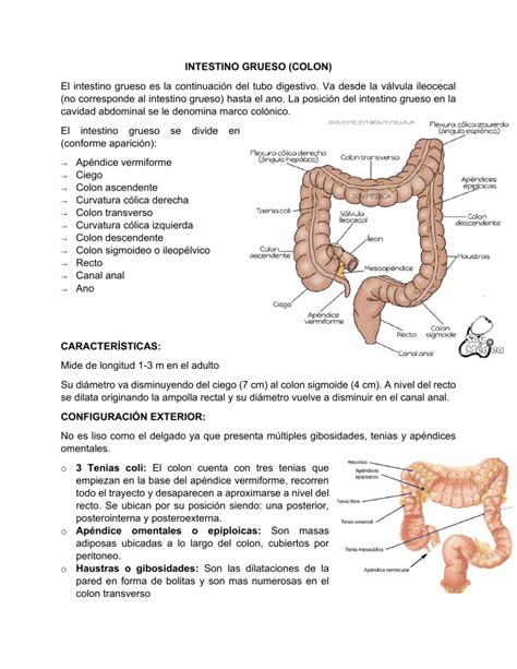 Intestino grueso colon Anatomía
