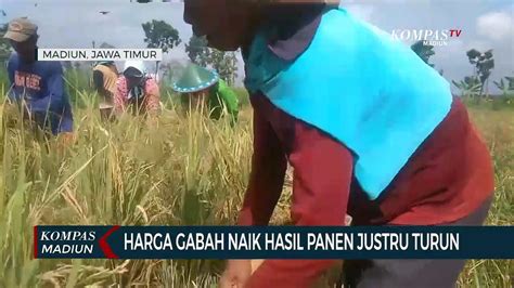 Harga Gabah Naik Hasil Panen Justru Turun Video Dailymotion