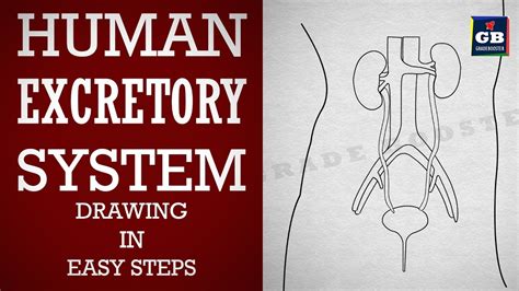 How To Draw Human Excretory System In Easy Steps Life Processes