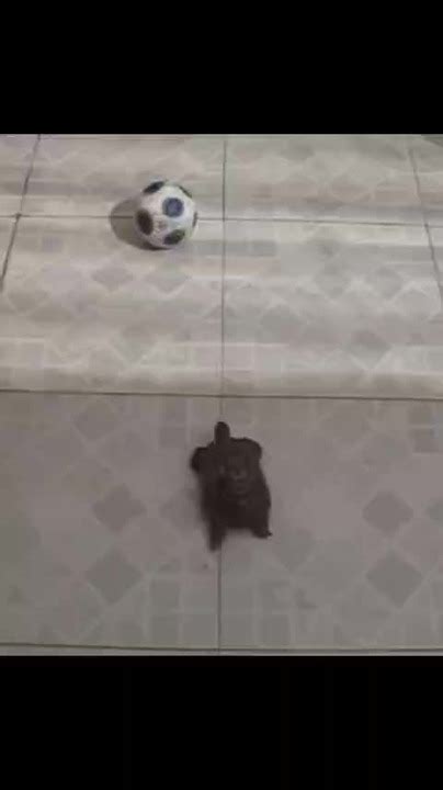 Nuevo Live Action De Las Tortugas Ninjas O Meme Subido Por