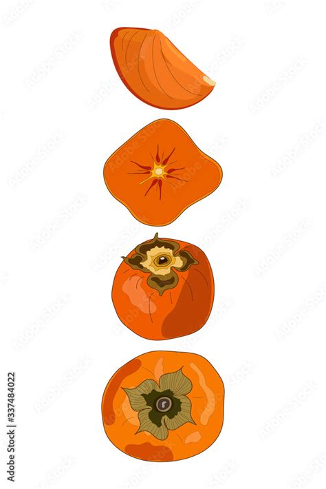 Set Of Persimmon Whole And Slices Of Persimmons Vector Stock
