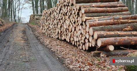 Ekologia Lasy Państwowe wycinają drzewa pod Lubaniem na Dolnym Śląsku