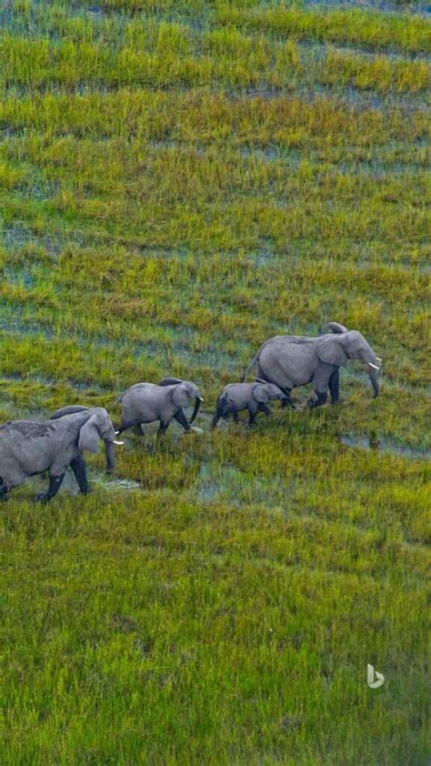 6 Day Amboseli Lake Nakuru Masai Mara Upper Mid Range CAMPTREK SAFARIS