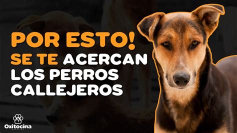 TE SIGUEN LOS PERROS CALLEJEROS Estas Son Las Razones YouTube