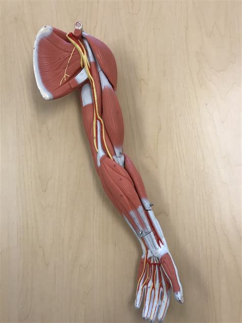 Arm Model Anterior View Superficial Muscles Diagram Quizlet